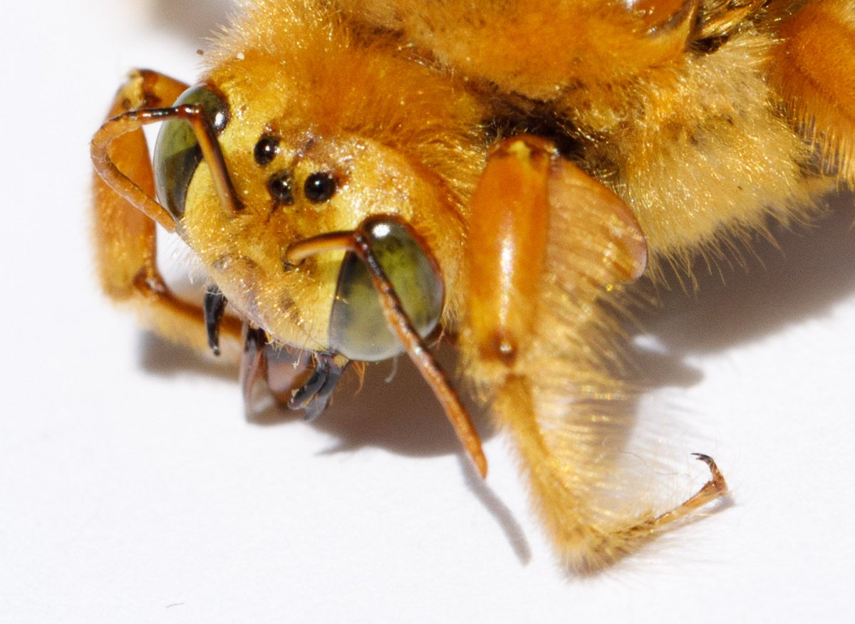 5 zaujímavosti o včelách