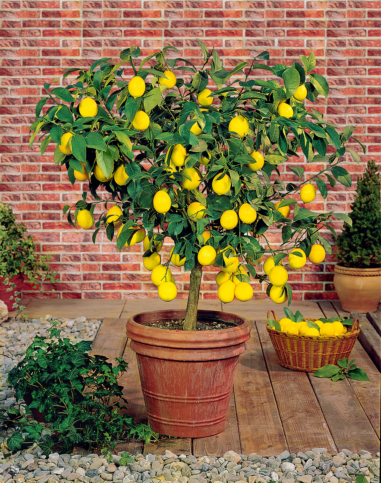 Citronovník, 35cm - Horteka