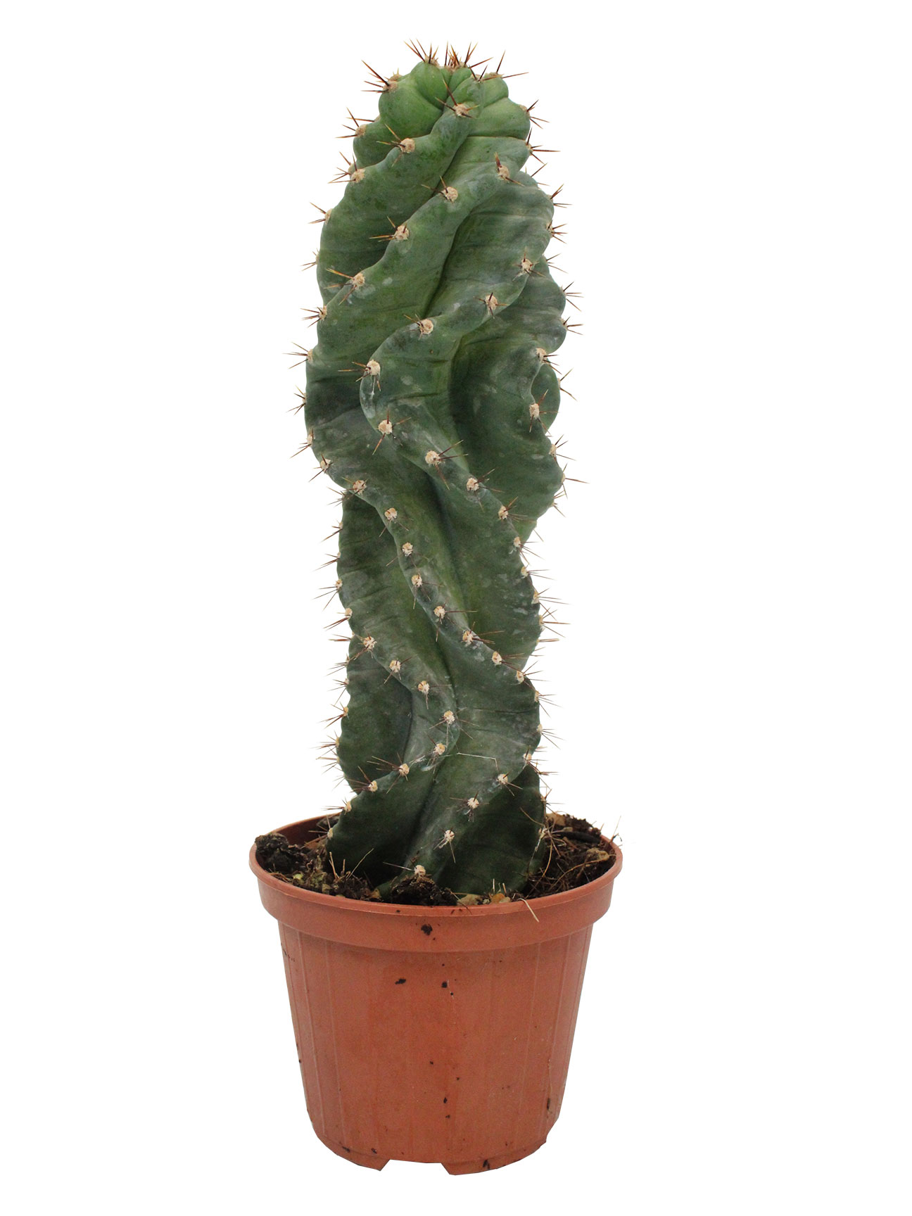 Cereus Forbesii Spiralis, 35cm - Horteka