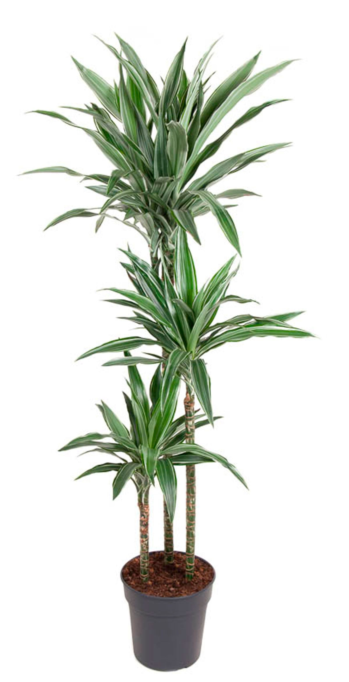 Dracéna 'Warneckei', 150cm - Horteka