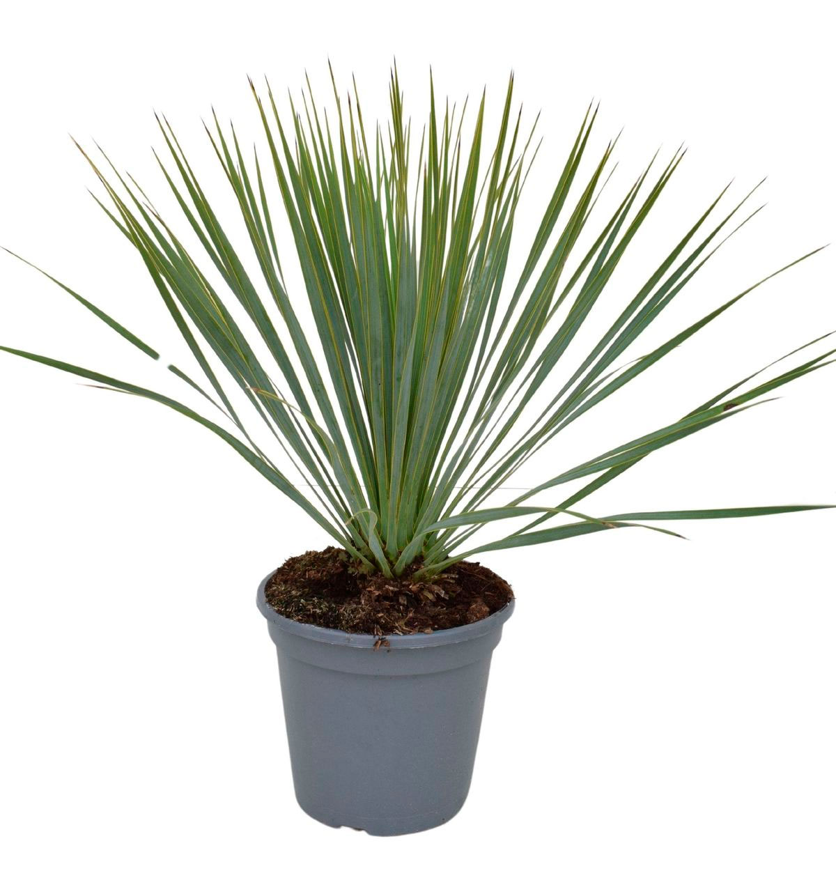 Juka rostrata, 60cm - Horteka