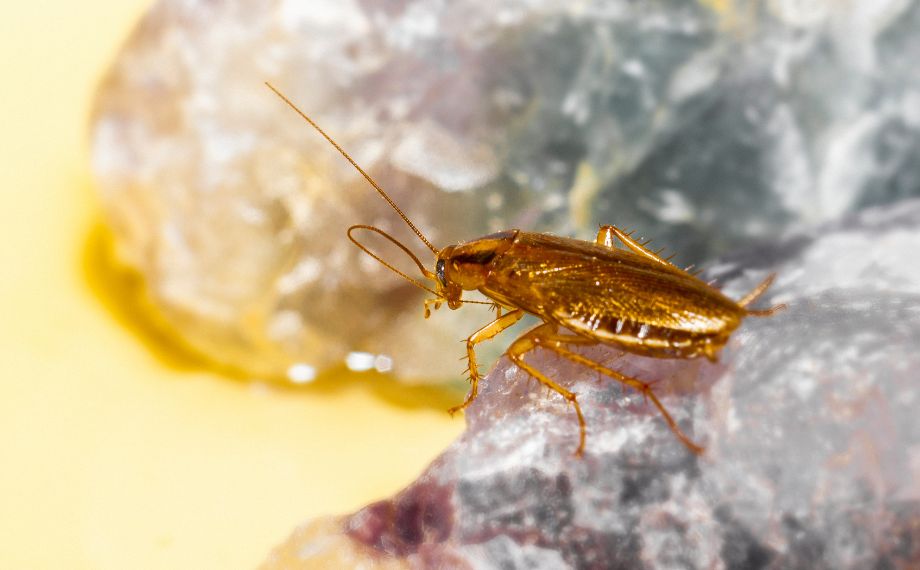 Rus domácí: jak se ho zbavit - Hubeni-skudcu.cz