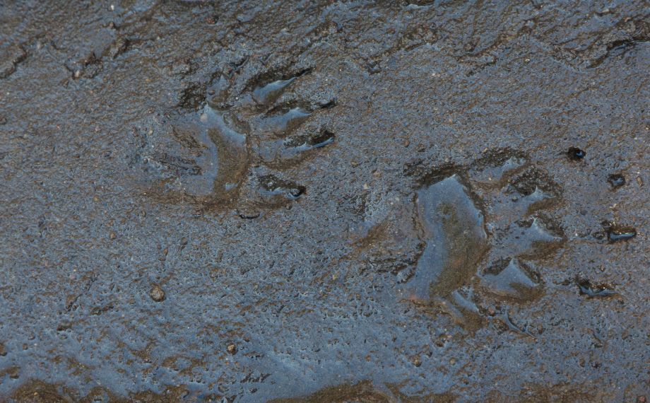 Jezevec: tajemství nočního návštěvníka zahrady - Hubeni-skudcu.cz