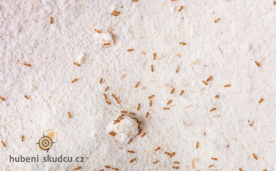 Hmyz v posteli | HUBENI-SKUDCU.CZ