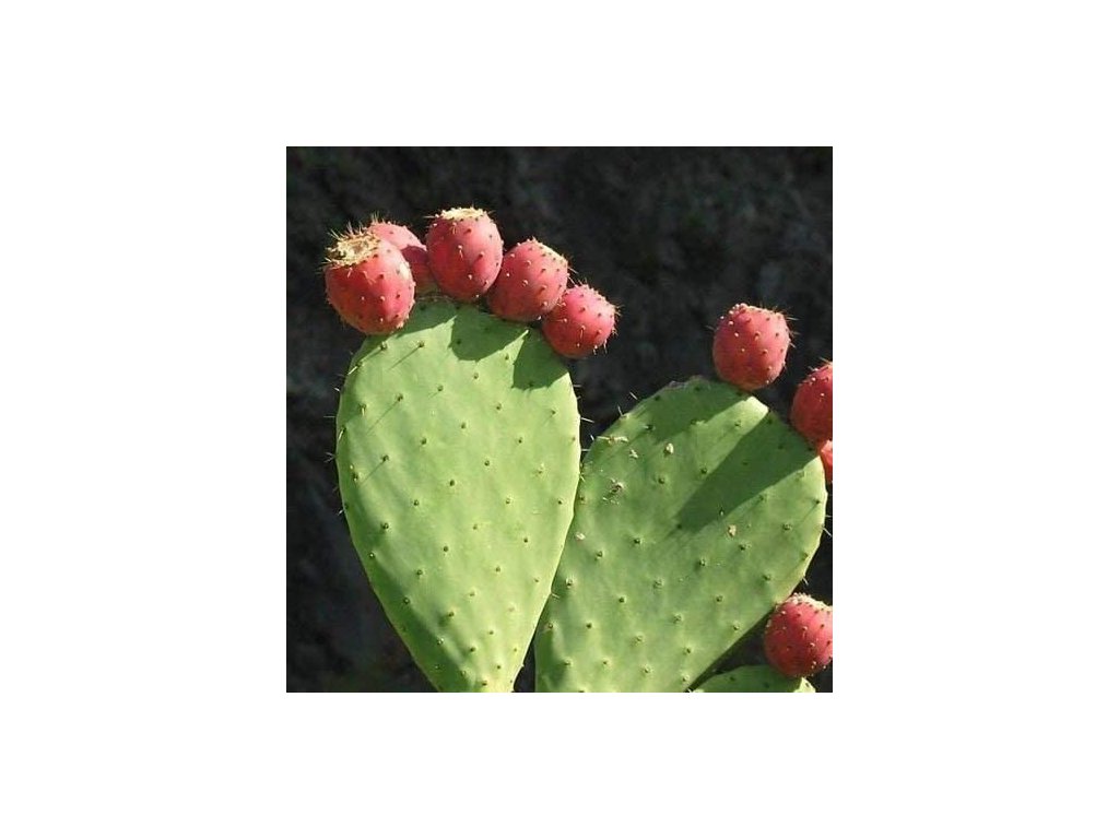 Opuntia ficus Indica - Hurmikaki.com Opuntia ficus Indica - Hurmikaki.com