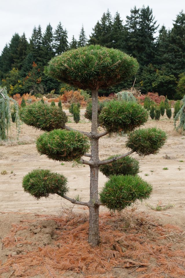 Pinus Silvestris Pom Pom - osobný odber - Hurmikaki.com