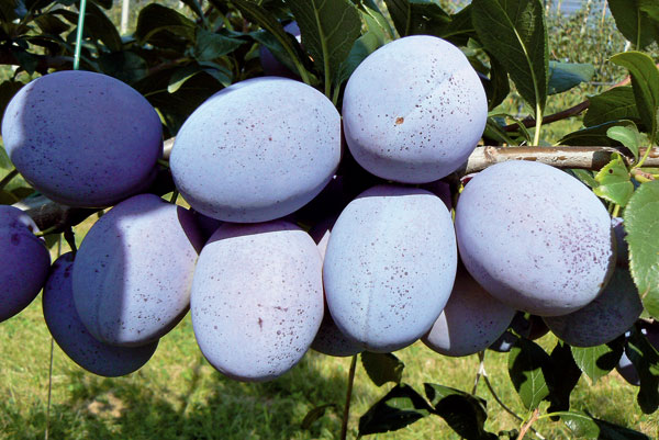 Slivka Bystrická - Hurmikaki.com