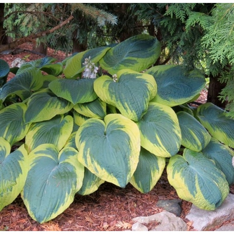 Hosta Frances Williams - Hurmikaki.com