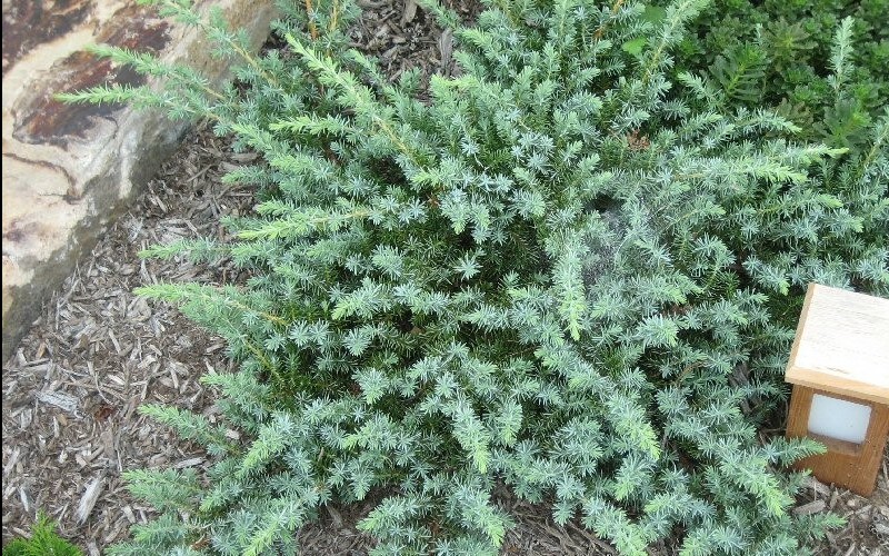 Juniperus conferta Silver Mist - Hurmikaki.com