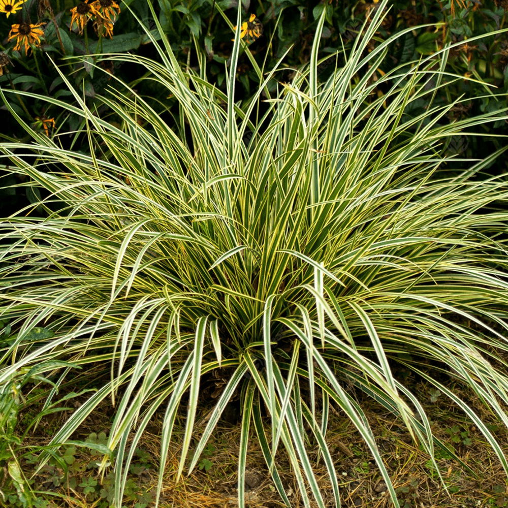 Carex osimensis Evergold XL - Hurmikaki.com