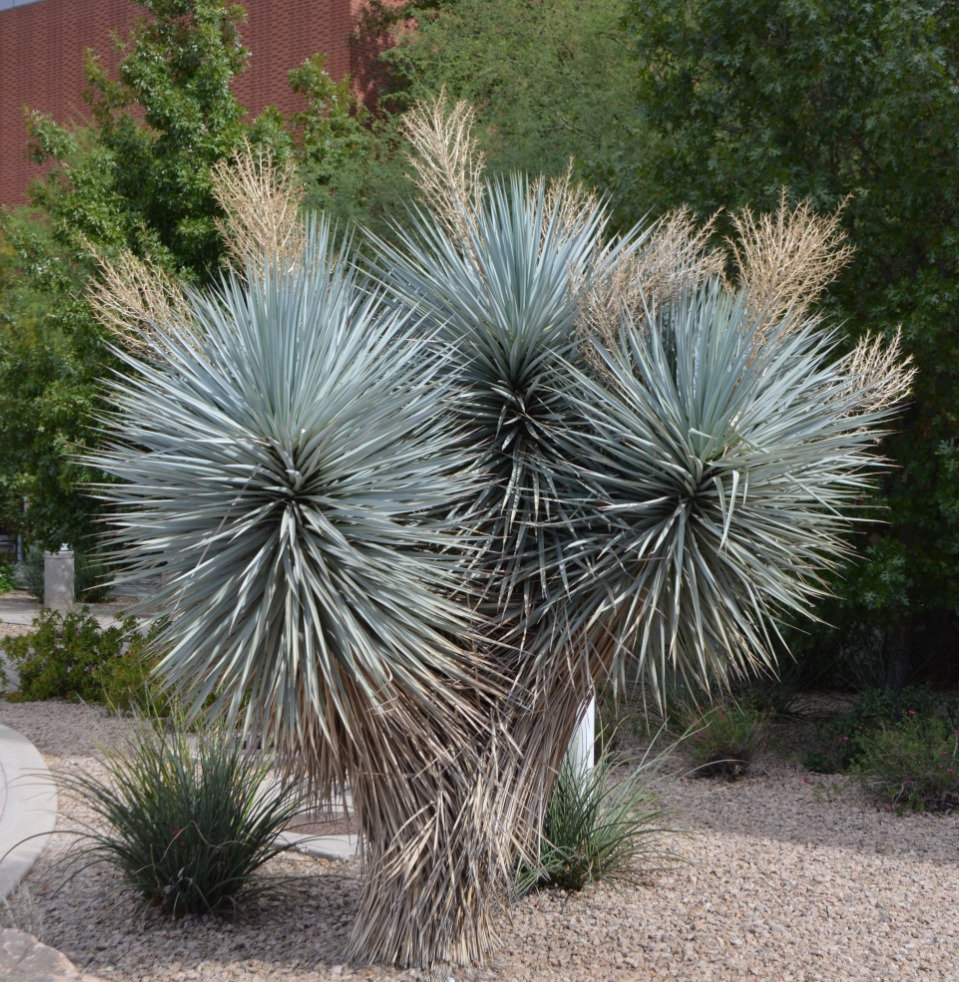 Yucca Rigida - Hurmikaki.com