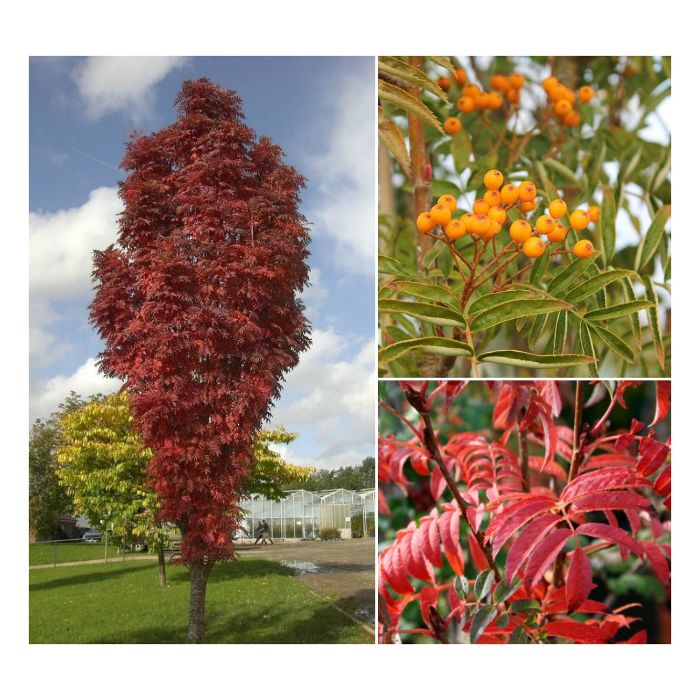 Sorbus aucuparia Autumn Spire- Jarabina vtáčia Autumn Spire-120cm ...