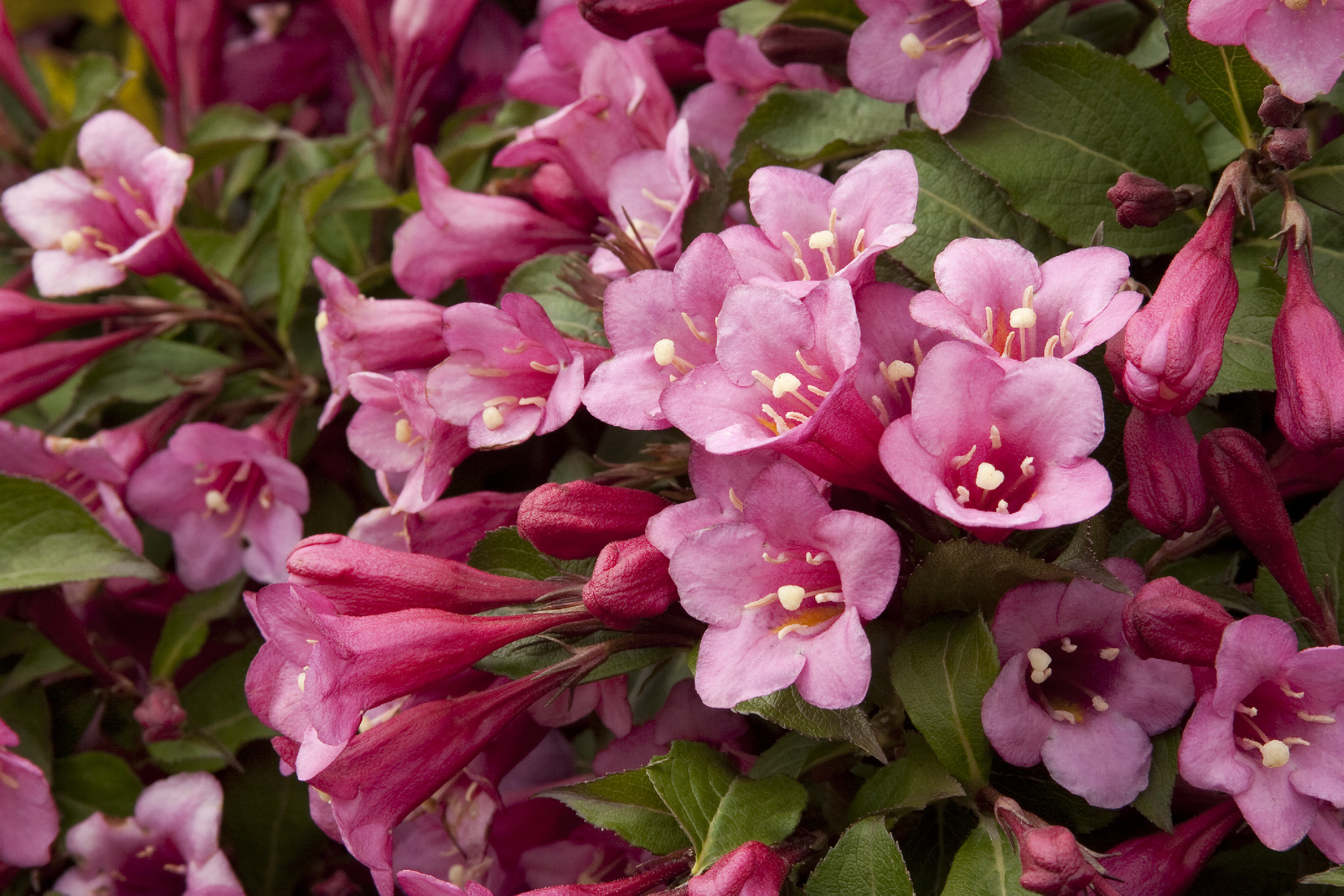 Weigela Florida Minuet - Hurmikaki.com