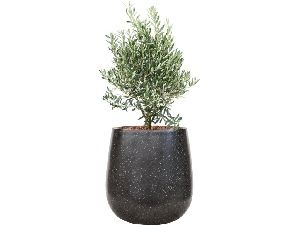 Olea europaea in Baq Terrazzo R38cm V91cm len za €275,44 | Vyberte ...