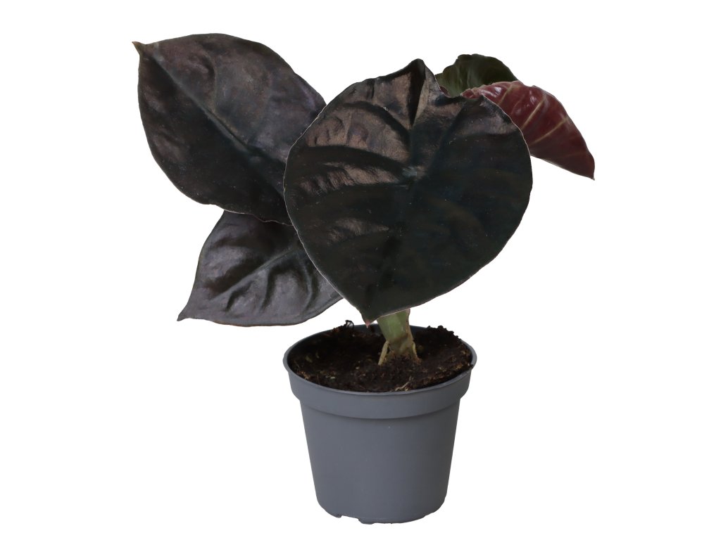 Alocasia Infernalis Black Magic V15cm len za €11,84 | Vyberte Rastliny ...