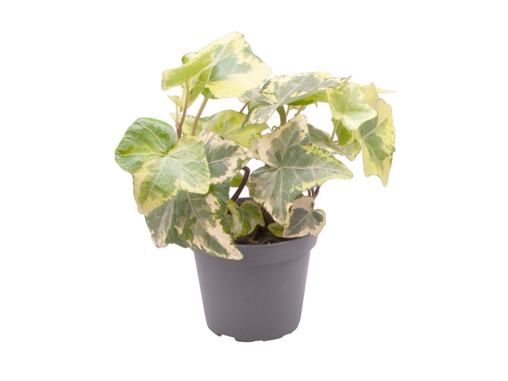 Hedera helix 'Yellow Ripple' V10cm len za €2,72 | Vyberte Rastliny v ...
