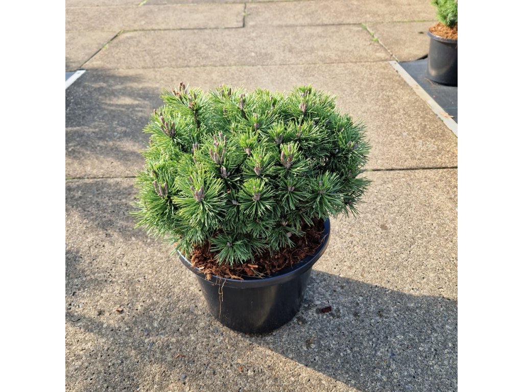 Pinus mugo 'Mops' V60cm len za €132,99 | Vyberte Rastliny v substráte ...