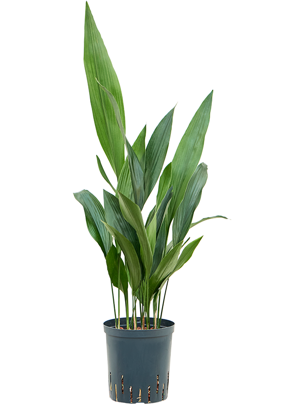 Aspidistra elatior R18cm V60cm len za €93,79 | Vyberte Hydropónia na ...