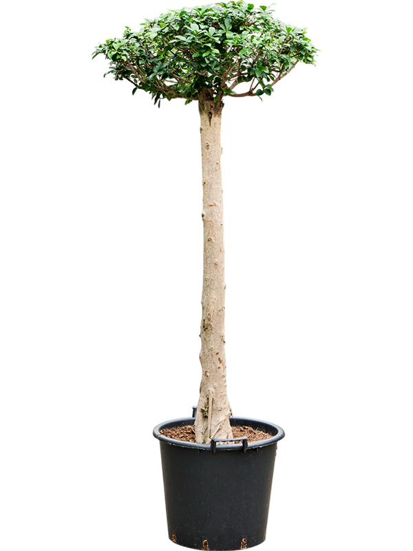 Ficus microcarpa compacta R45cm V190cm len za €714,02 | Vyberte ...