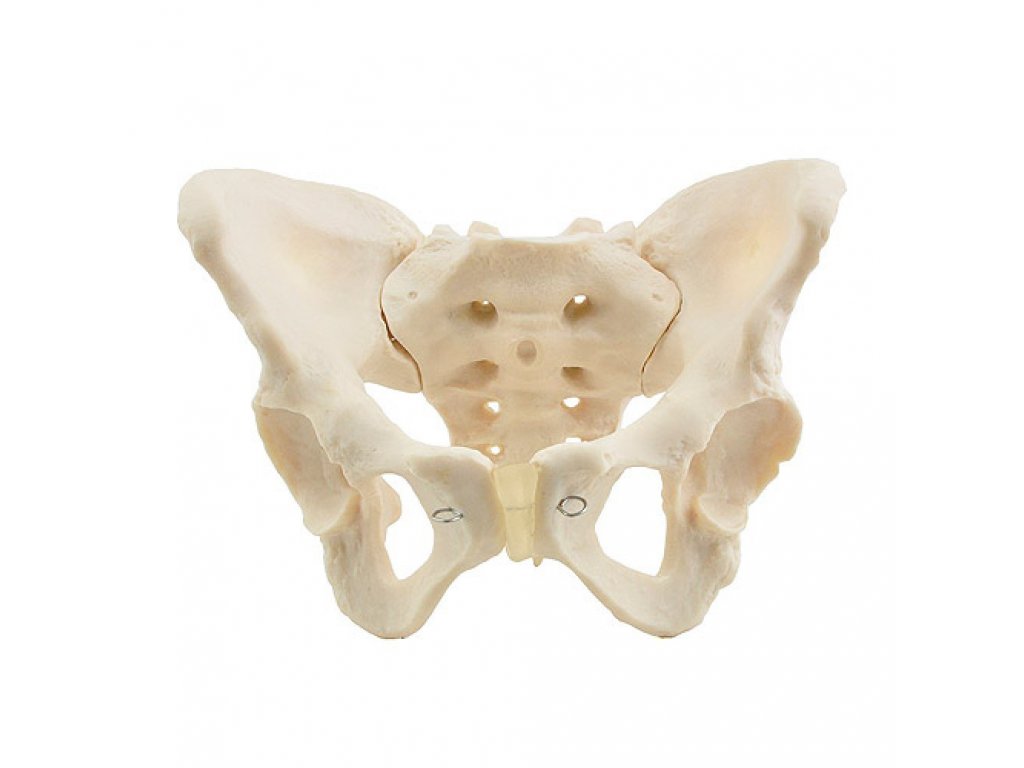 Female pelvis - anatomical model - INFINITE MedStyle