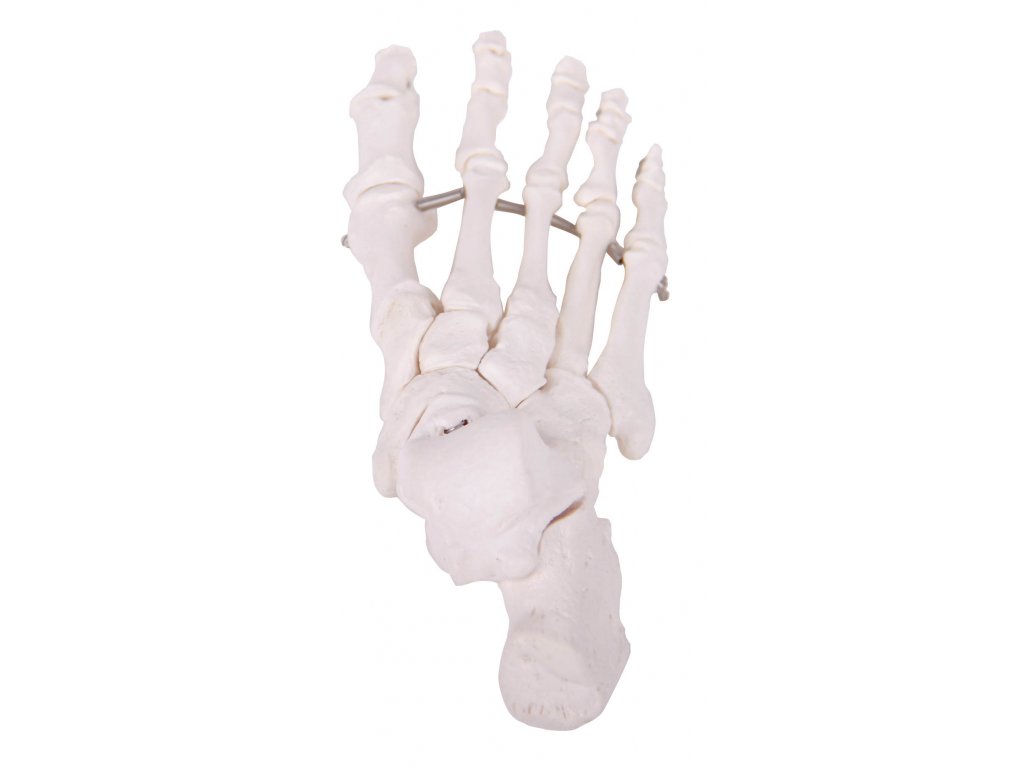 Kosti nohy - anatomický model - INFINITE MedStyle