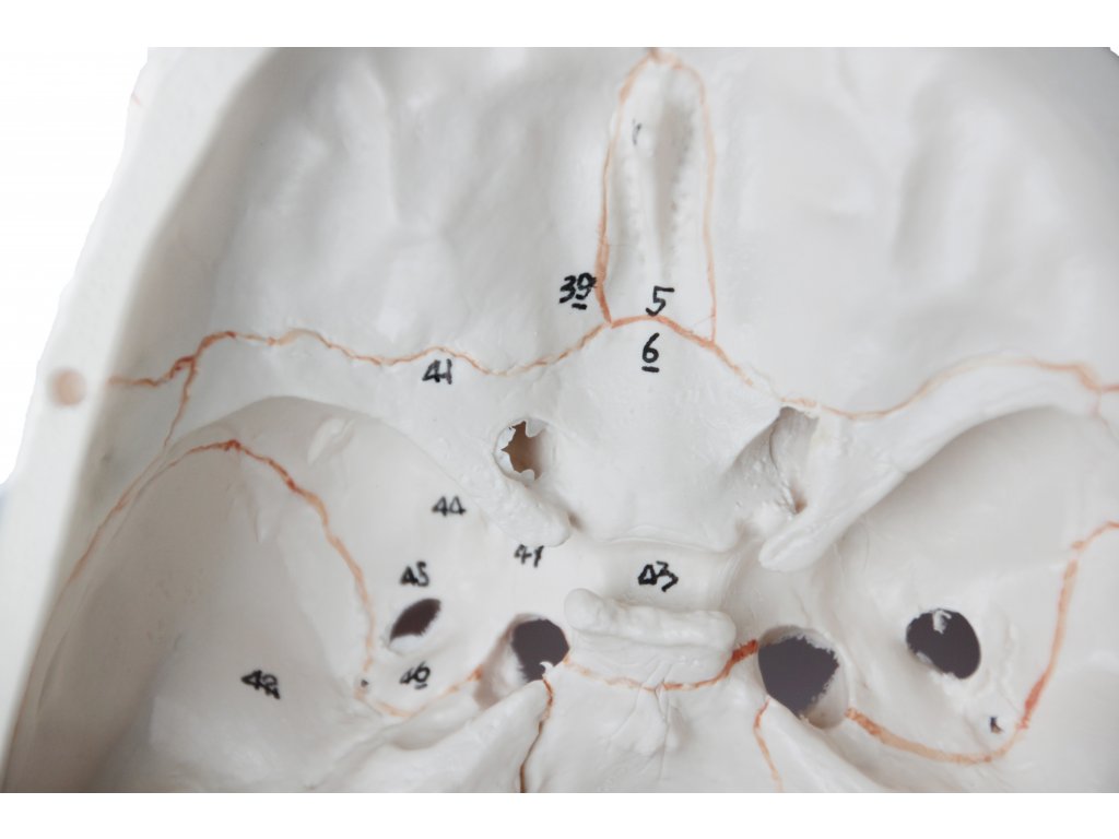 Lebka číslovaná - anatomický model - INFINITE MedStyle