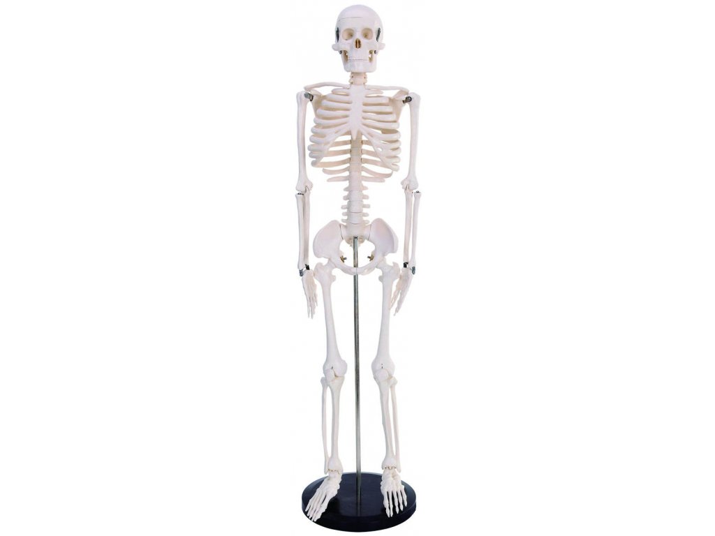 Skeleton 85cm - anatomical model - INFINITE MedStyle