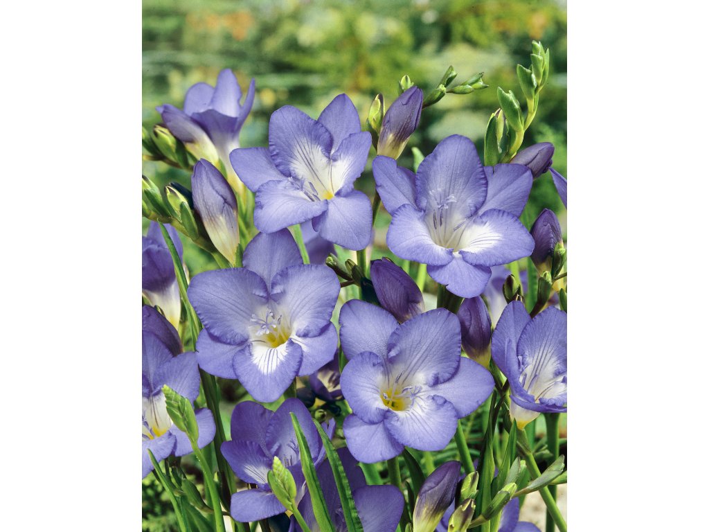 Frézie - prodej cibulek | Jahodárna Brozany nad Ohří