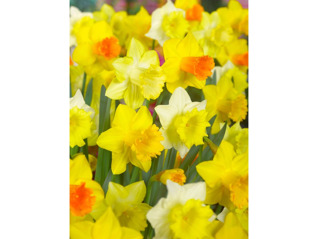 Narcisy - prodej cibulek | Jahodárna Brozany nad Ohří