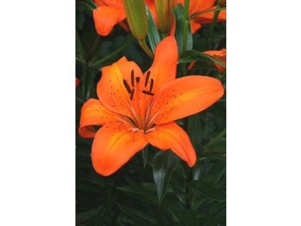 Lilie - prodej cibulek | Jahodárna Brozany nad Ohří