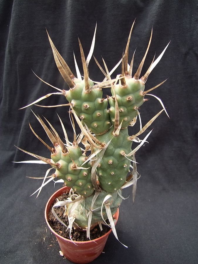 Tephrocactus papyracanthus - KAKTEEN.CZ
