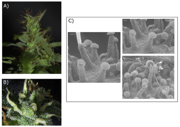 Na počiatku boli terpény