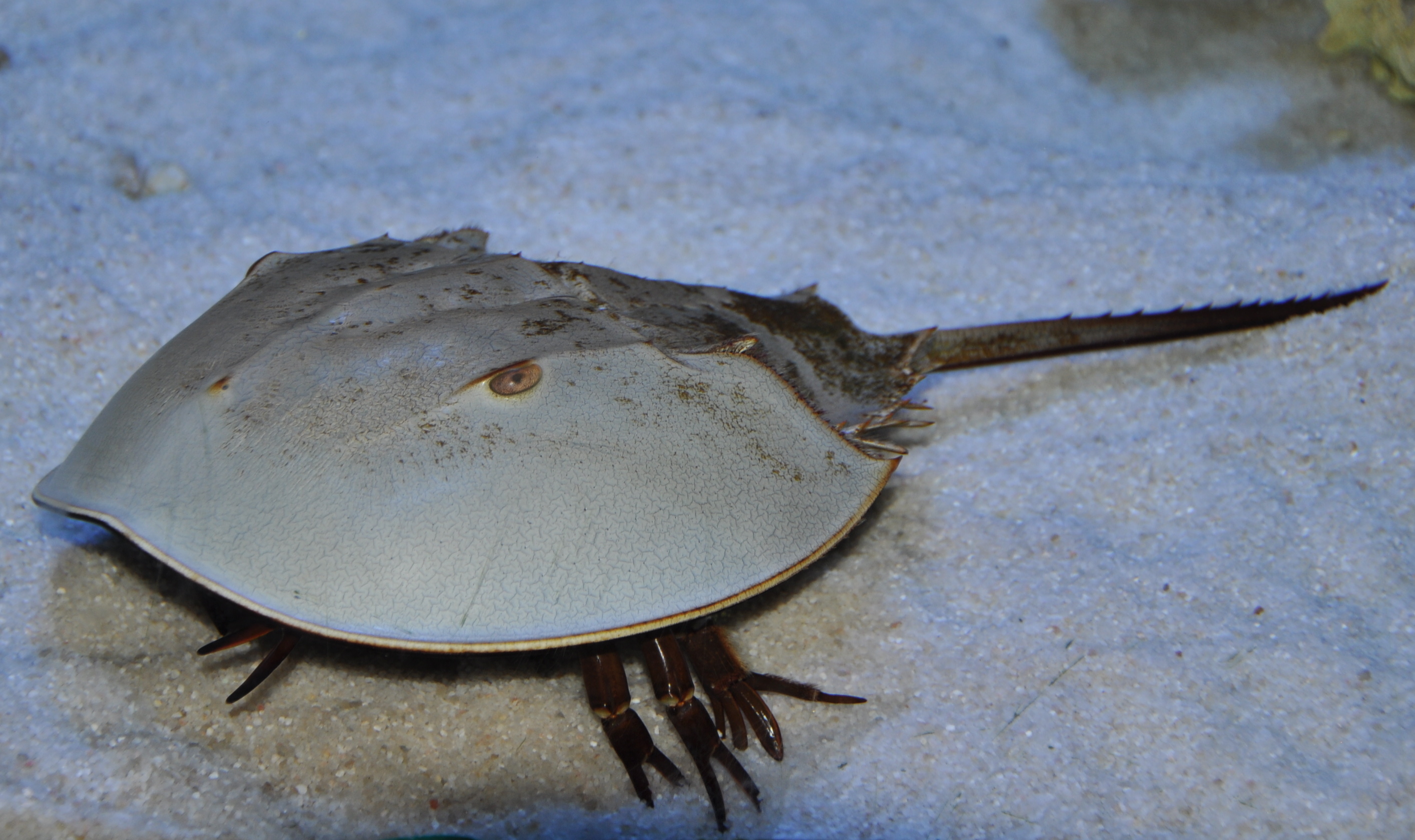 Limulus polyphemus - Koraly.sk