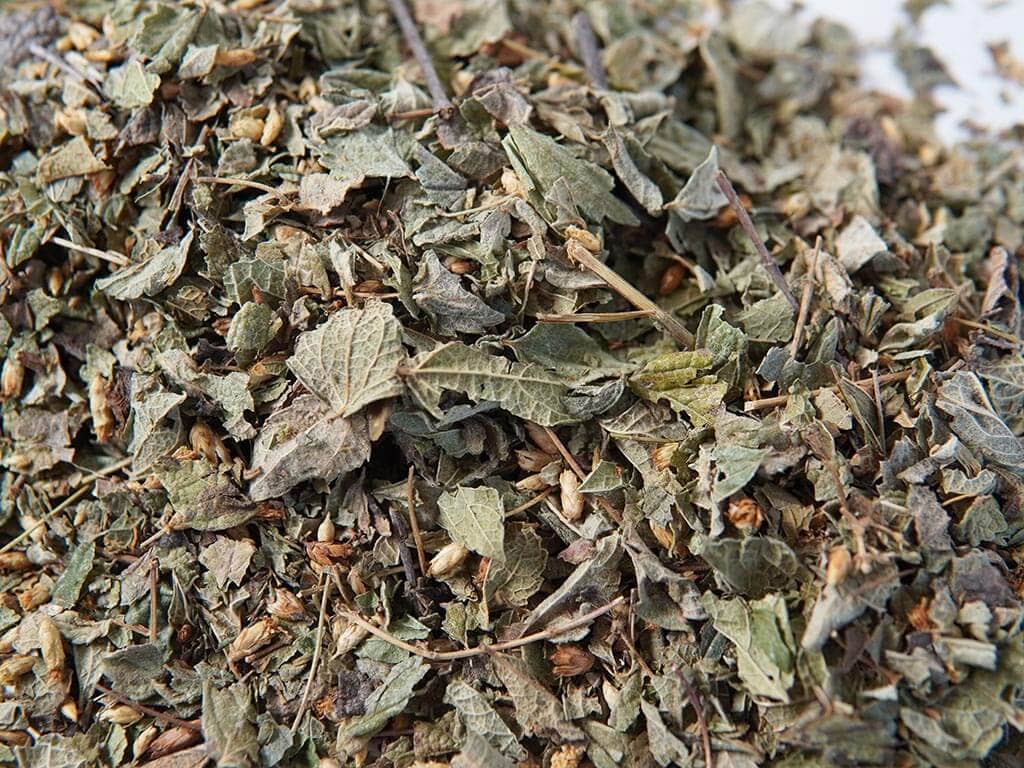 Dream Herb (Calea zacatechichi) | Kratomuj.cz