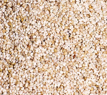 Mák bílý - Kutilov.cz