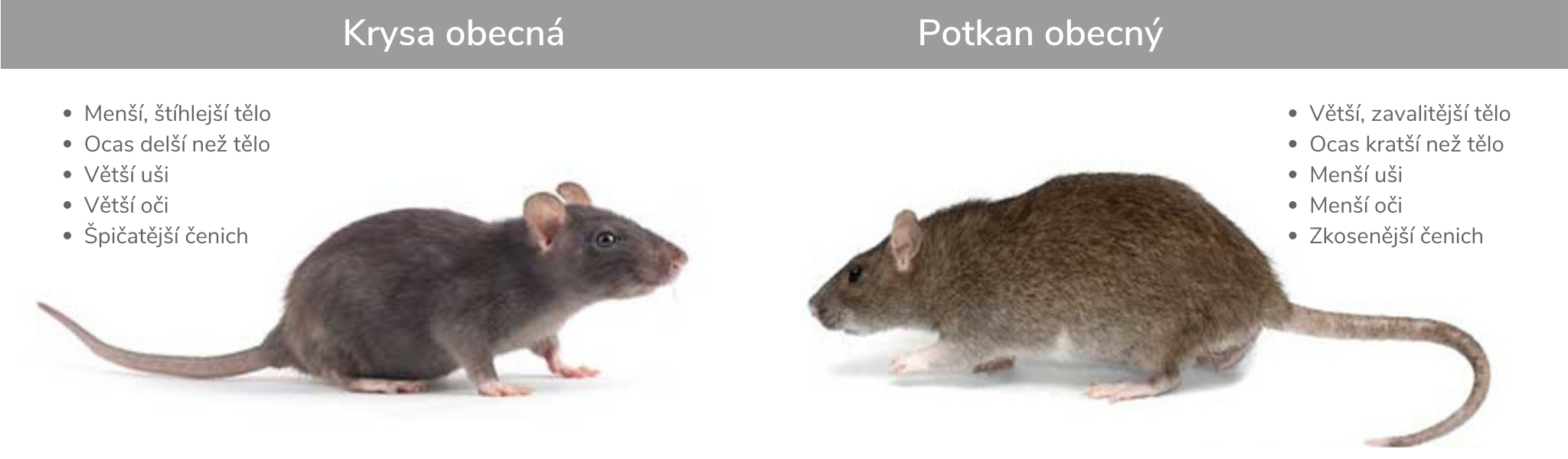 Jak se zbavit potkanů? Máme účinné typy! | LIHNEME.CZ