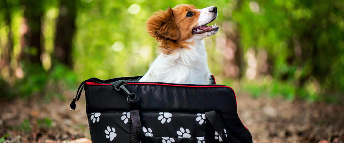 Ta nejlepší taška pro psa | AGRON.CZ