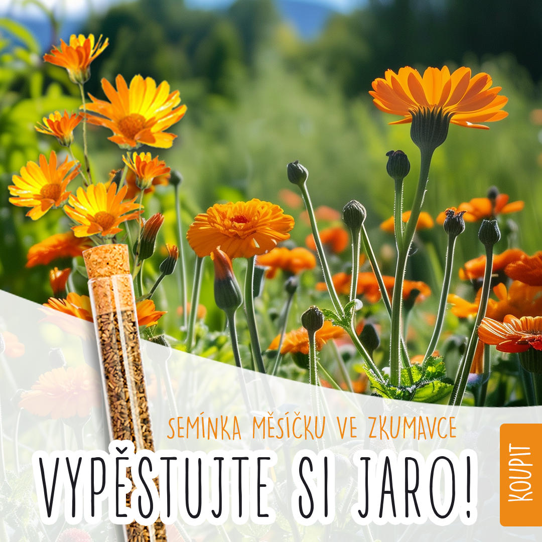 KVĚTINOVÁ ZKUMAVKA - MĚSÍČEK LÉKAŘSKÝ - LIPOO