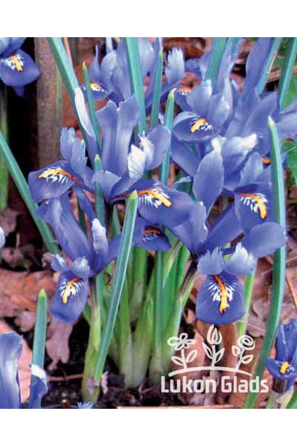 Iris reticulata EDWARD - Lukon Glads s.r.o.