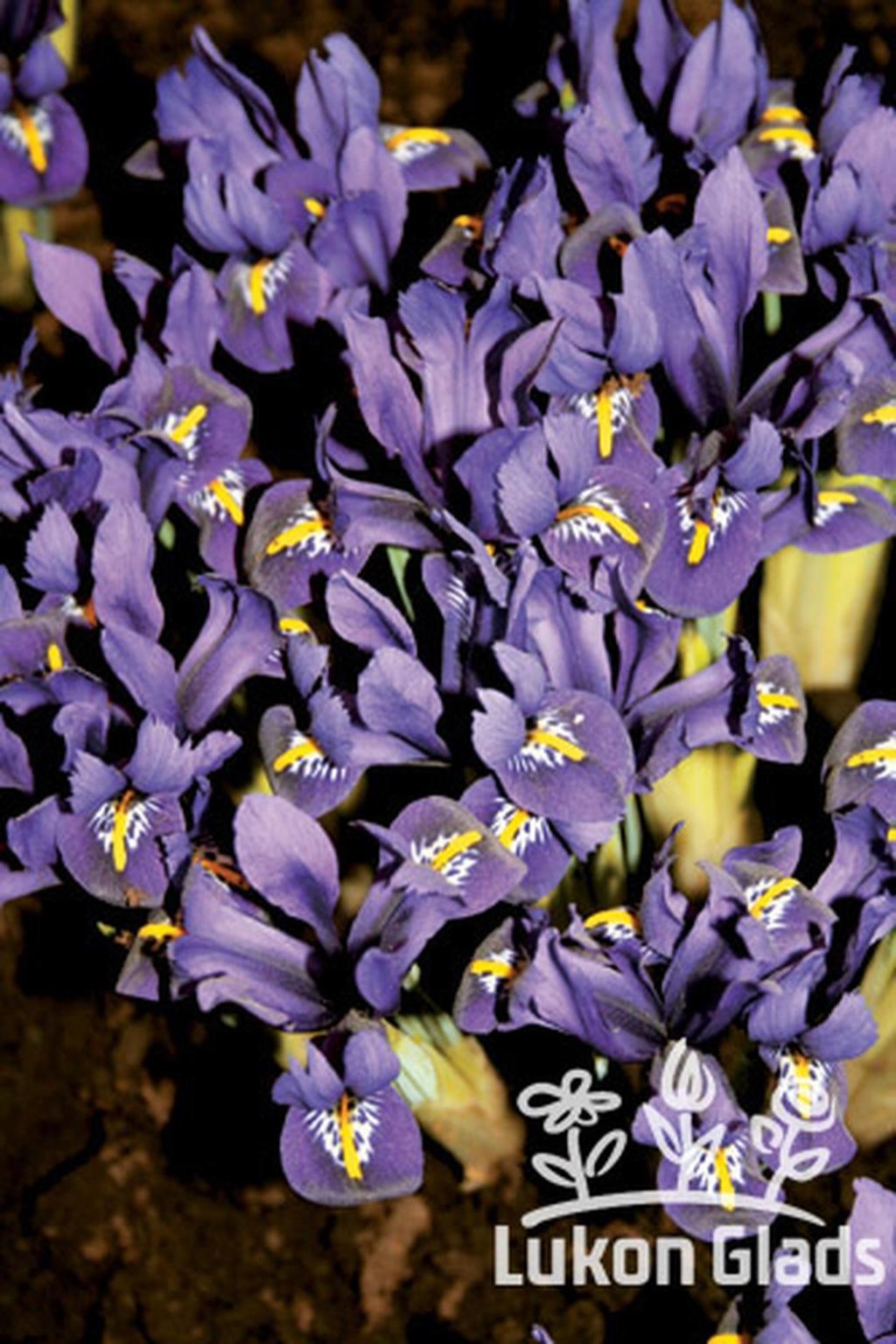 Iris reticulata PIXIE - Lukon Glads s.r.o.