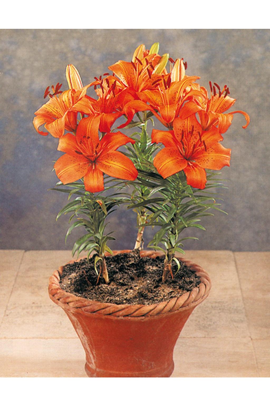 Lilie ORANGE PIXIE - Lukon Glads s.r.o.