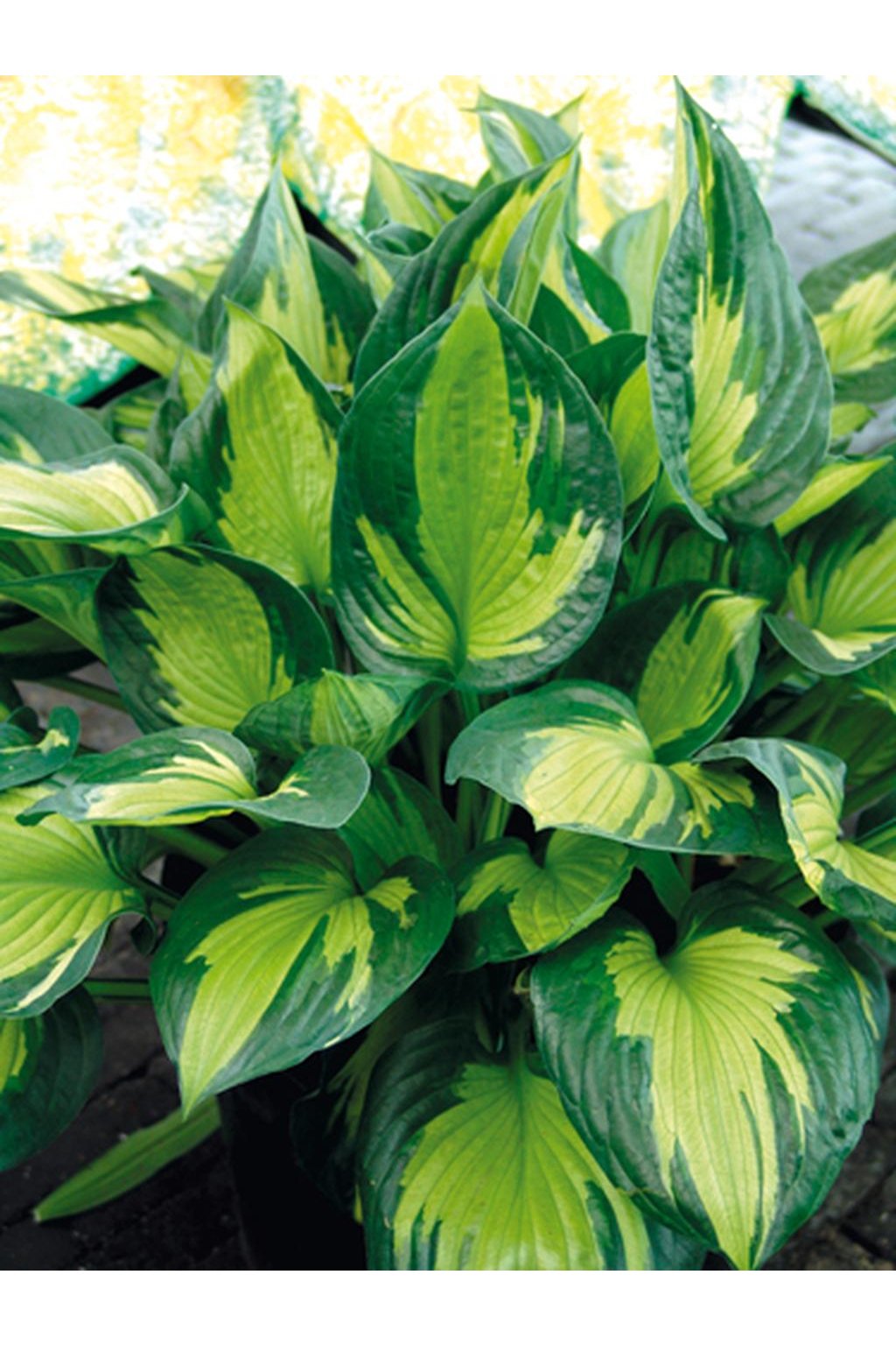 Hosta WHIRLWIND - Lukon Glads s.r.o.