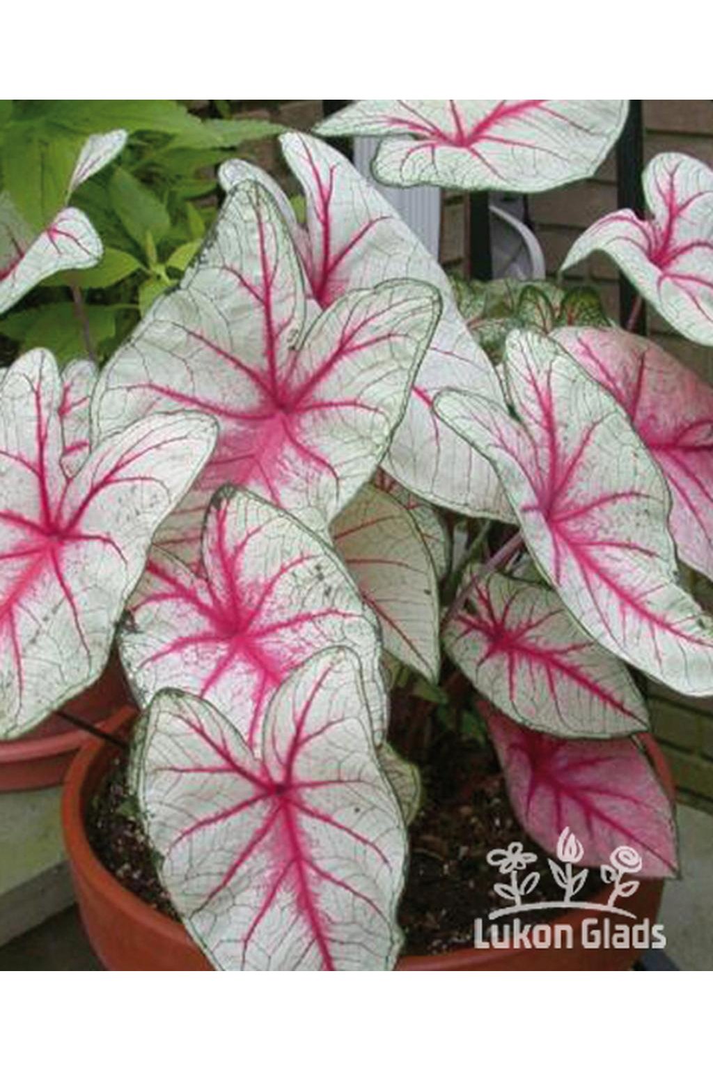 Caladium WHITE QUEEN - Lukon Glads s.r.o.
