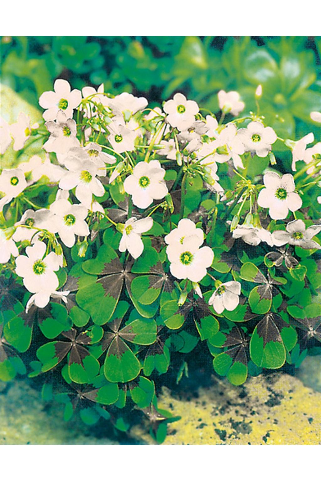 Oxalis deppei ALBA - Lukon Glads s.r.o.