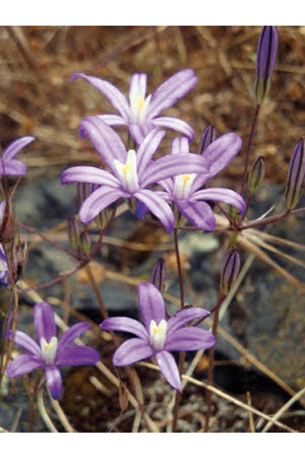 Brodiaea californica - Lukon Glads s.r.o.