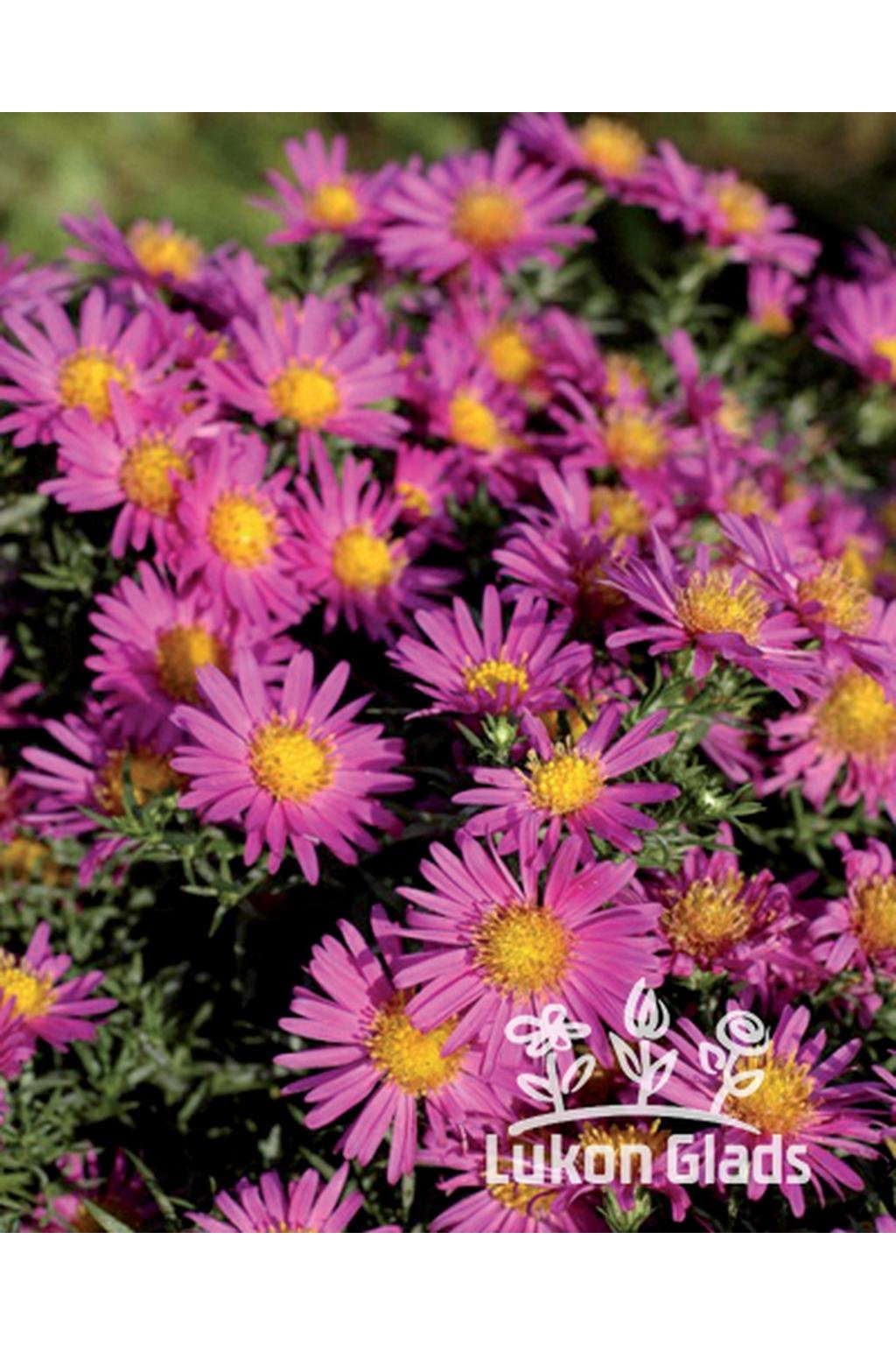 ASTER - "Hvězdnice" - Lukon Glads s.r.o.