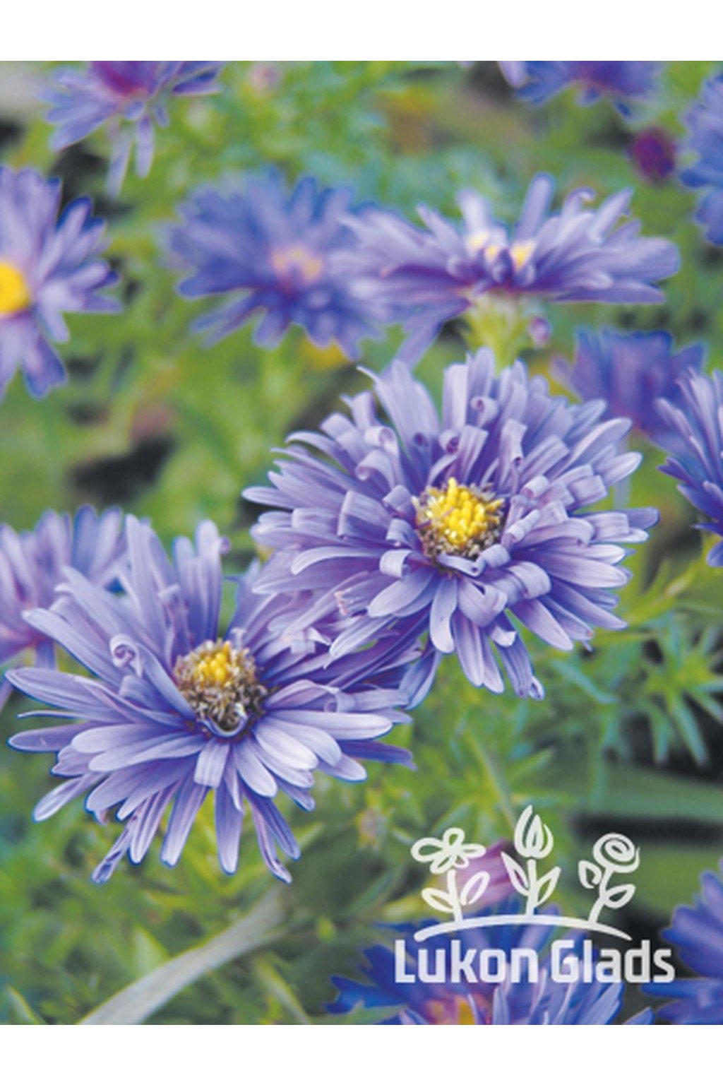 ASTER - "Hvězdnice" - Lukon Glads s.r.o.