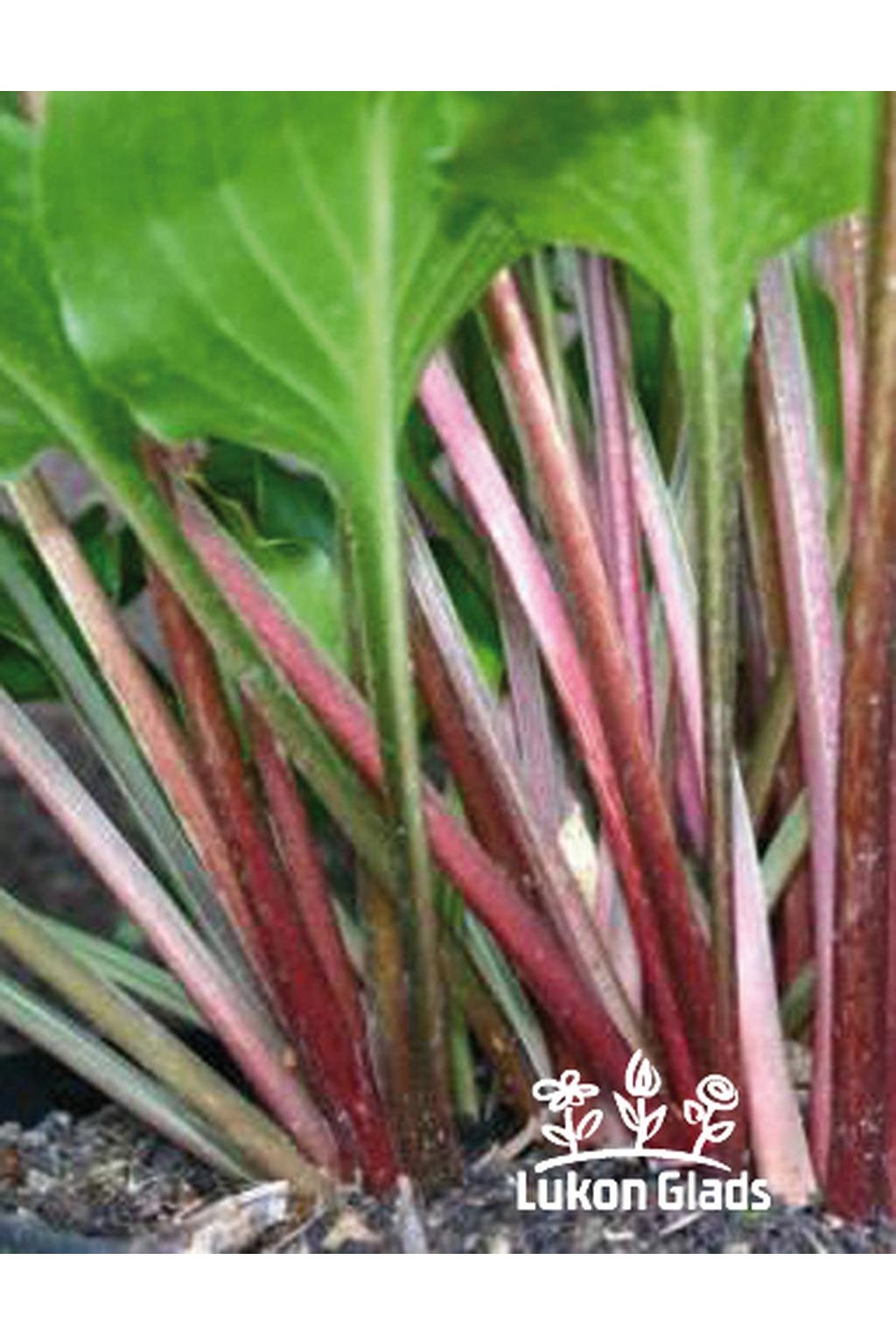 Hosta RED STEPPER - Lukon Glads s.r.o.