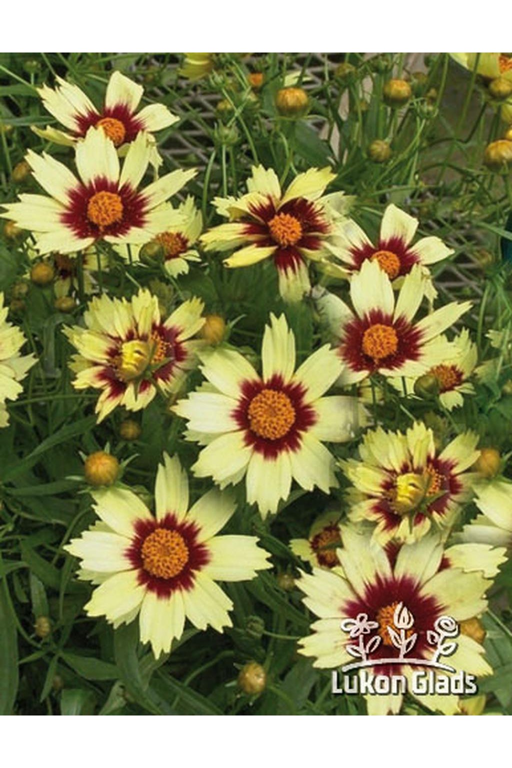 Coreopsis REDSHIFT - Lukon Glads s.r.o.