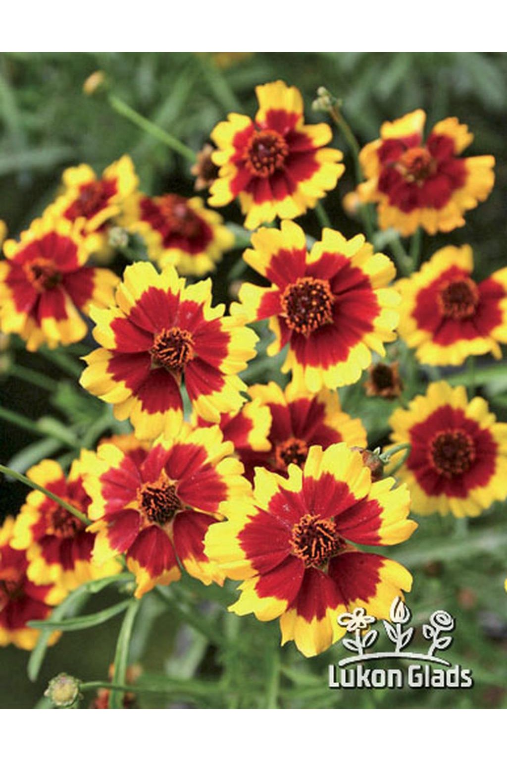 Coreopsis REDSHIFT - Lukon Glads s.r.o.